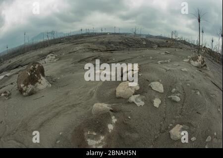 Fields covered in ash, damaged houses and dead trees from Mount Merapi ...