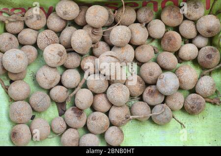 Baccaurea macrocarpa fruit Stock Photo - Alamy