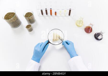 Hands with latex gloves inspecting hemp cbd terpsolate with tweezers ...
