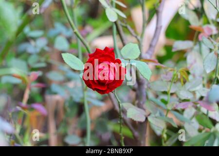 Red roses growing on the side of a brownstone building in New York City ...