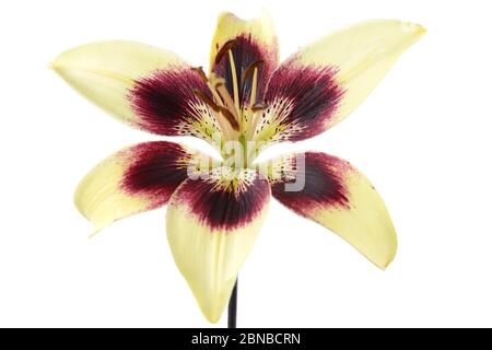 Lilium Asiatic lily June Stock Photo - Alamy