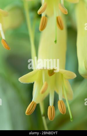 close up of colorful candy drops on table Stock Photo - Alamy
