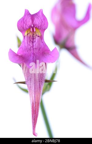 Linaria triornithophora Three birds toadflax September Stock Photo - Alamy
