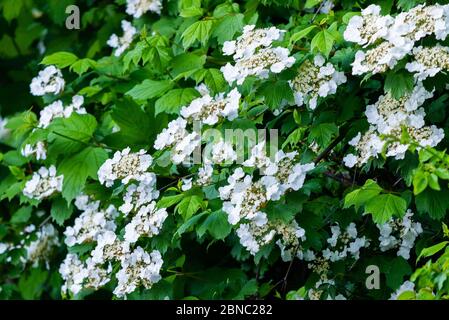 Kalina flowers. Viburnum opulus In Russia the Viburnum fruit is called ...