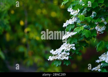 Kalina flowers. Viburnum opulus In Russia the Viburnum fruit is called ...