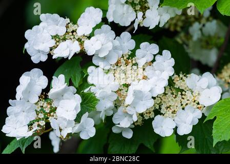 Kalina flowers. Viburnum opulus In Russia the Viburnum fruit is called ...
