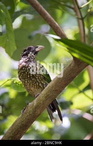 Spotted Catbird · Ailuroedus maculosus perching in a North Queensland ...