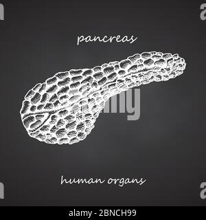 Pancreas. Realistic hand-drawn icon of human internal organs. Line art ...