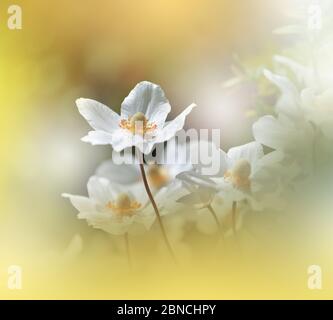 Golden floral abstract Stock Photo - Alamy