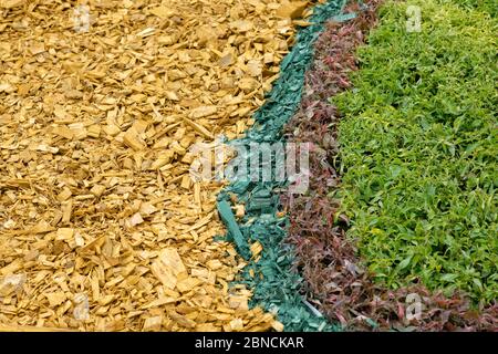 Colored wood chips for landscape design. Blue mulch top view ...