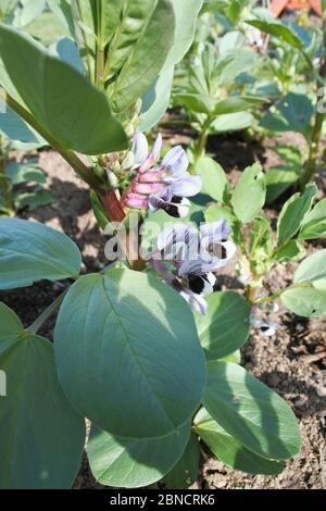 Spring blossom of broad beans plant in eco vegetables garden close up ...