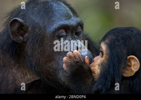 female Chimpanzee begging for food - Pan troglodytes Stock Photo - Alamy