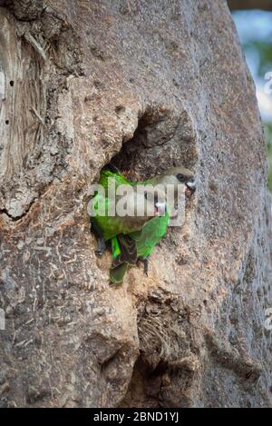 baobab tree with two birds Stock Photo - Alamy