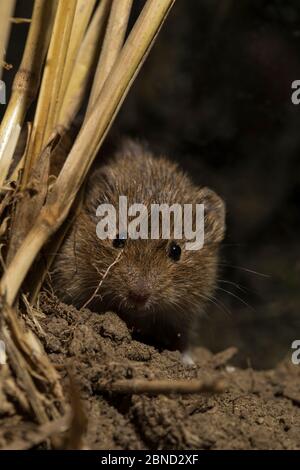 Common Vole (Microtus arvalis), front view Stock Photo - Alamy