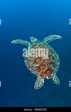 Green turtle, Indian ocean, Maldive islands Stock Photo - Alamy