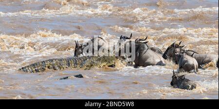 Nile Crocodile (Crocodylus niloticus) Catching Blue Wildebeest ...