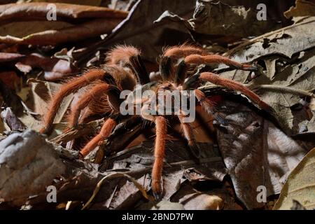 Columbian red-leg tarantula (Megaphobema robusta) on white background ...