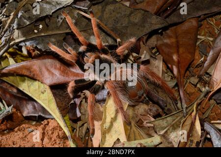 Columbian red-leg tarantula (Megaphobema robusta) on white background ...