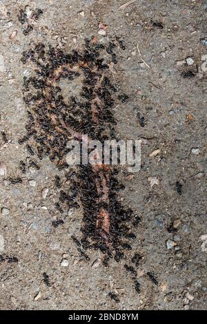Black Ant, Lasius niger, predation and dismembering a fly Norfolk June ...