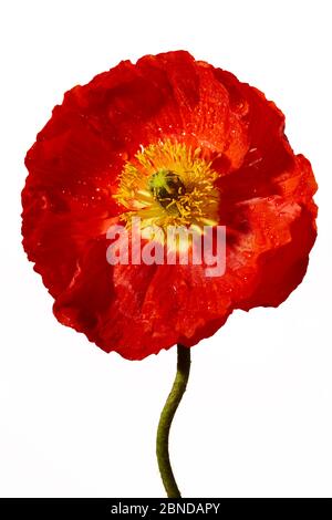 Details of plant, poppy, white background Stock Photo - Alamy