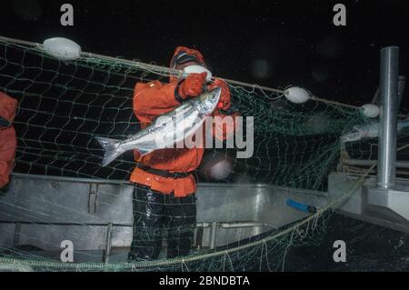 Sockeye salmon drift gill net fishing on Naknek River...trying to out ...