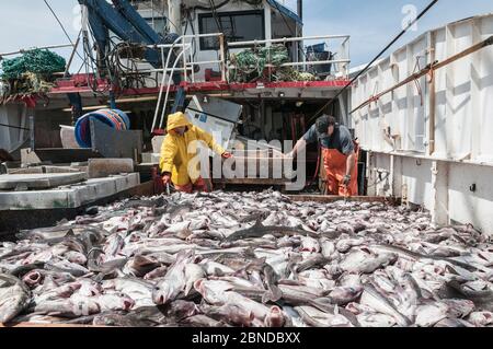 Fishermen sorting Haddock (Melanogrammus aeglefinus), Pollock ...