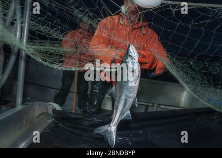 Sockeye salmon drift gill net fishing on Naknek River...trying to out ...