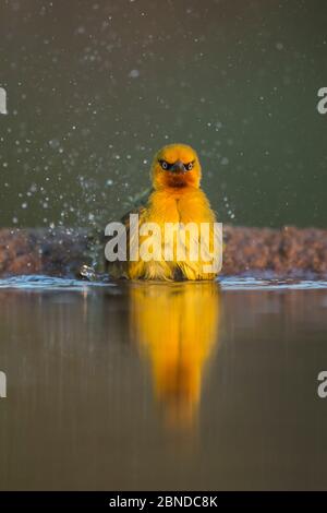 Southern Spectacled Weaver (Ploceus ocularis ocularis) Aves Stock Photo ...