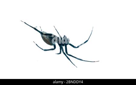 Diving bell spider Stock Photo - Alamy