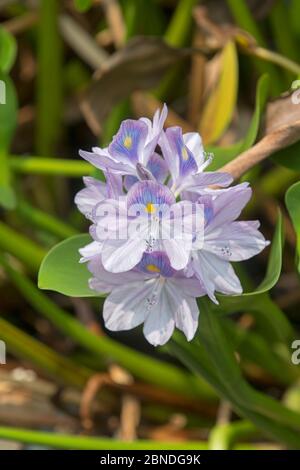 Water hyacinth, Eichhornia crassipes, introduced aquatic weed, covering ...
