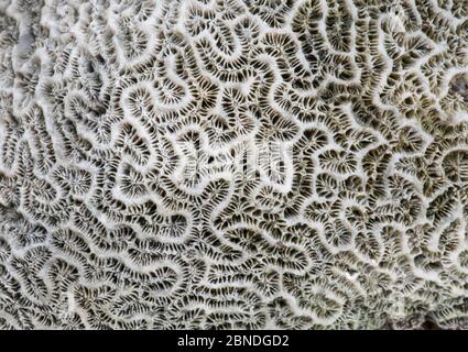 Fossilised Grooved brain coral (Diploria labyrinthiformis) Barbados ...