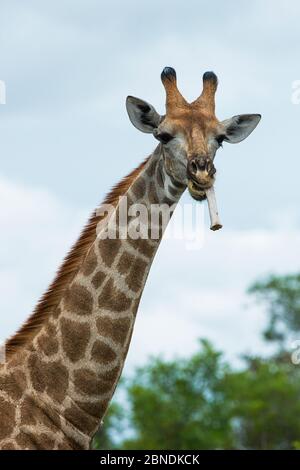 Giraffe (Giraffa camelopardalis) has animal bone in mouth. Etosha ...