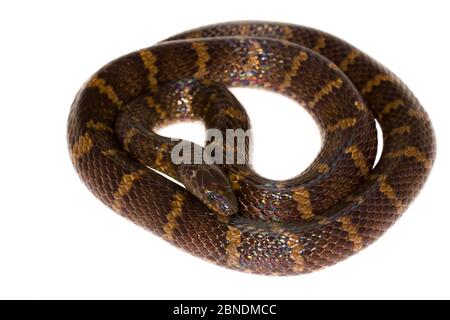Boie's Ground Snake (Atractus badius) San Jose de Payamino, Ecuador ...