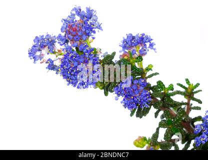 CEANOTHUS CONCHA. CALIFORNIA LILAC Stock Photo - Alamy
