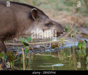 A Lowland Tapir (Tapirus terrestris) drinking from a river in North ...