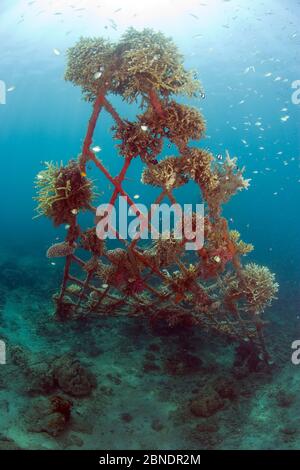 Structure of bio-rock, method of enhancing the growth of corals and ...