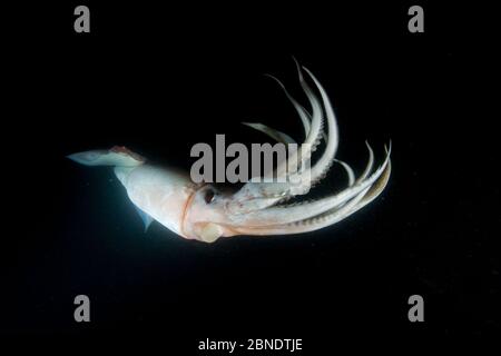 Humboldt squid (Dosidicus gigas) at night off Loreto, Sea of Cortez ...