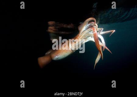Humboldt squid (Dosidicus gigas) at night off Loreto, Sea of Cortez ...