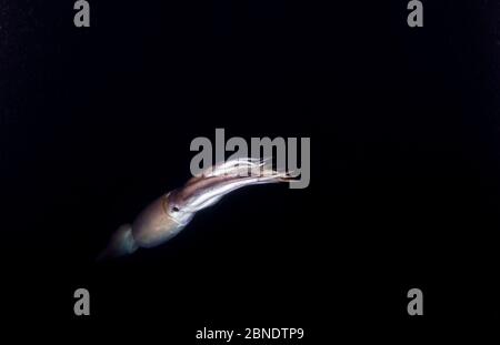 Humboldt squid (Dosidicus gigas) at night off Loreto, Sea of Cortez ...