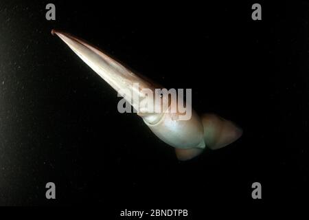 Humboldt squid (Dosidicus gigas) at night off Loreto, Sea of Cortez ...