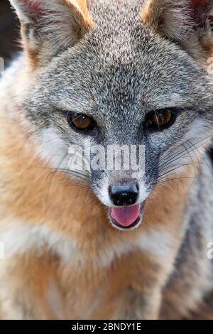 Gray Fox (Urocyon cinereoargenteus) Mammalia Stock Photo - Alamy
