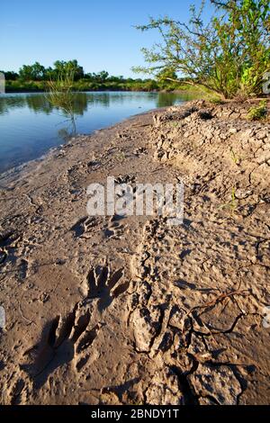 Raccoon tracks in the sand Stock Photo - Alamy