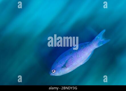 Juvenile Creole Wrasse (Clepticus parrae) in Cozumel, Mexico Stock ...