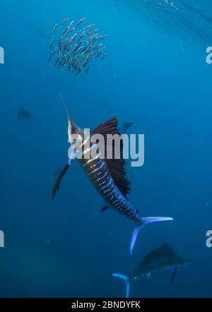 Atlantic sailfish (Istiophorus albicans) attacking a sardine baitball ...
