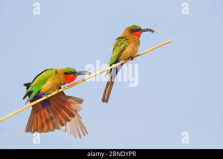 Red-throated Bee-eater, Bansang quarry, Gambia, November 2025 Stock ...