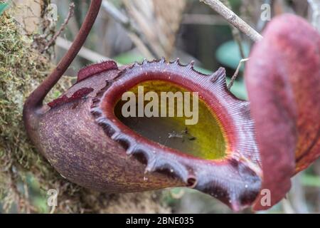 Pitcher plant (Nepenthes rajah) Mount Kinabalu, Sabah, Borneo Stock ...