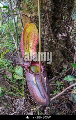 Pitcher plant (Nepenthes rajah) Mount Kinabalu, Sabah, Borneo Stock ...