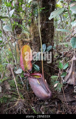 Pitcher plant (Nepenthes rajah) Mount Kinabalu, Sabah, Borneo Stock ...