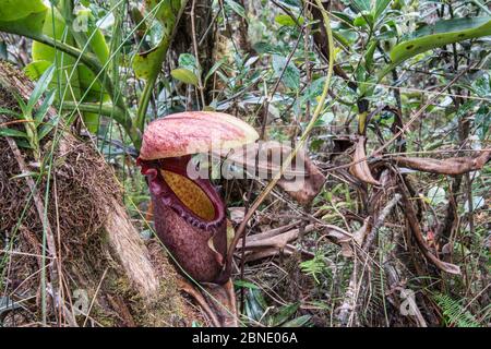 Pitcher plant (Nepenthes rajah) Mount Kinabalu, Sabah, Borneo Stock ...