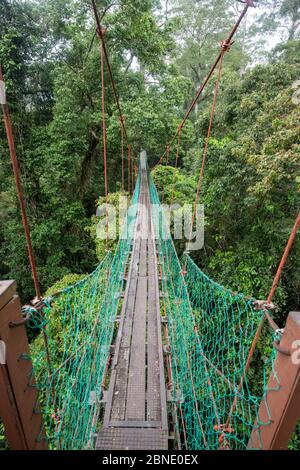 Rainforest canopy walkway, Sabah, Borneo, September 2015 Stock Photo ...